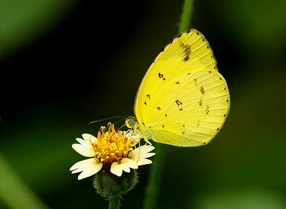 Scalloped Grass Yellow - Learn Butterflies